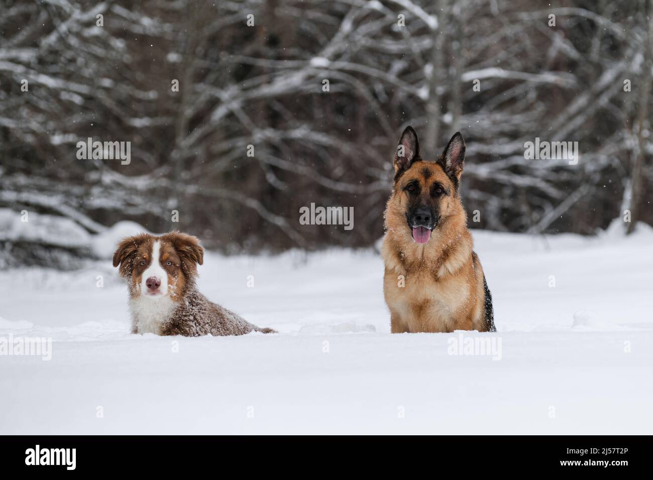 Two sheepdogs in snow. Aussie puppy red tricolor and German shepherd ...