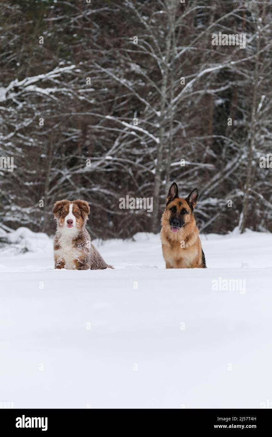 Two sheepdogs in snow. Aussie puppy red tricolor and German shepherd ...