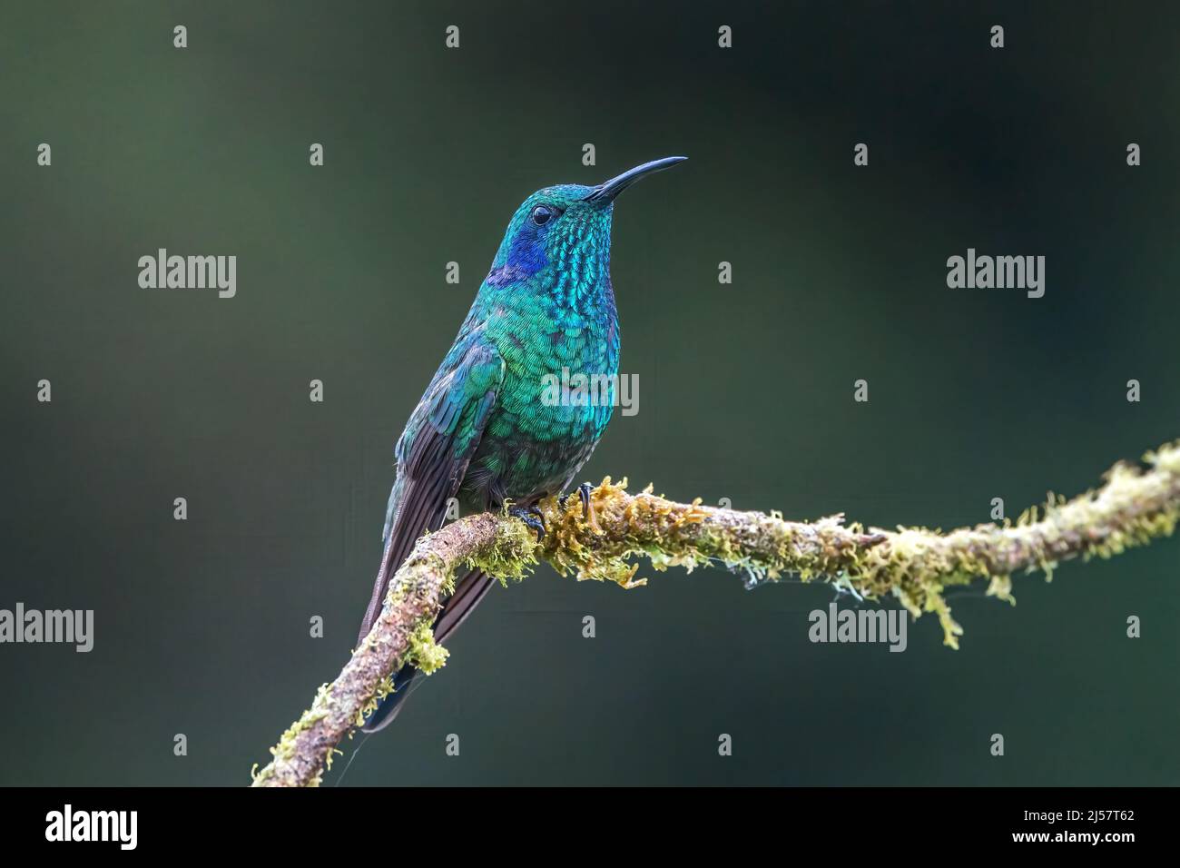 Lesser violetear hummingbird hi-res stock photography and images - Alamy