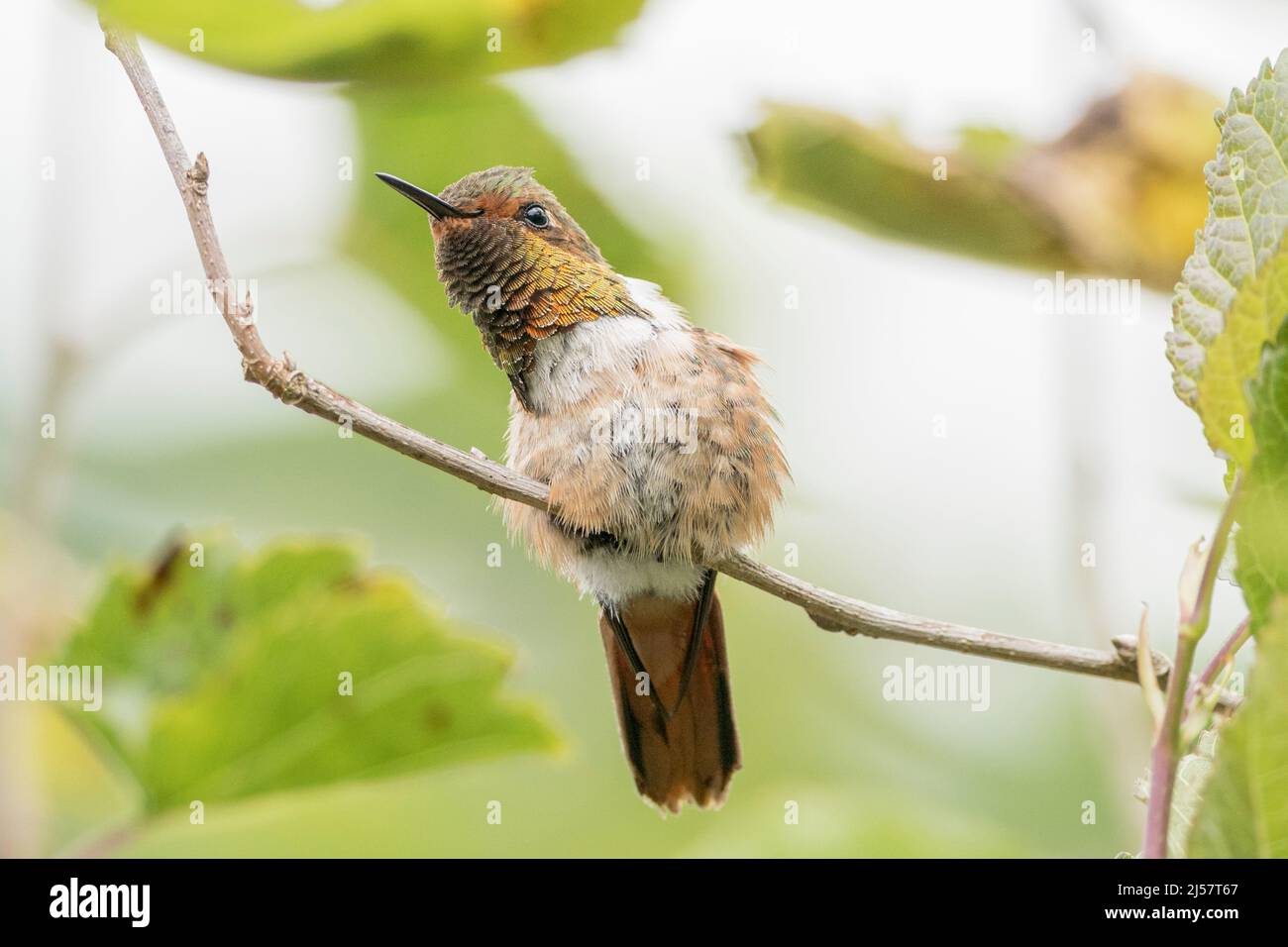 scintillant hummingbird, Selasphorus scintilla, single adult male ...