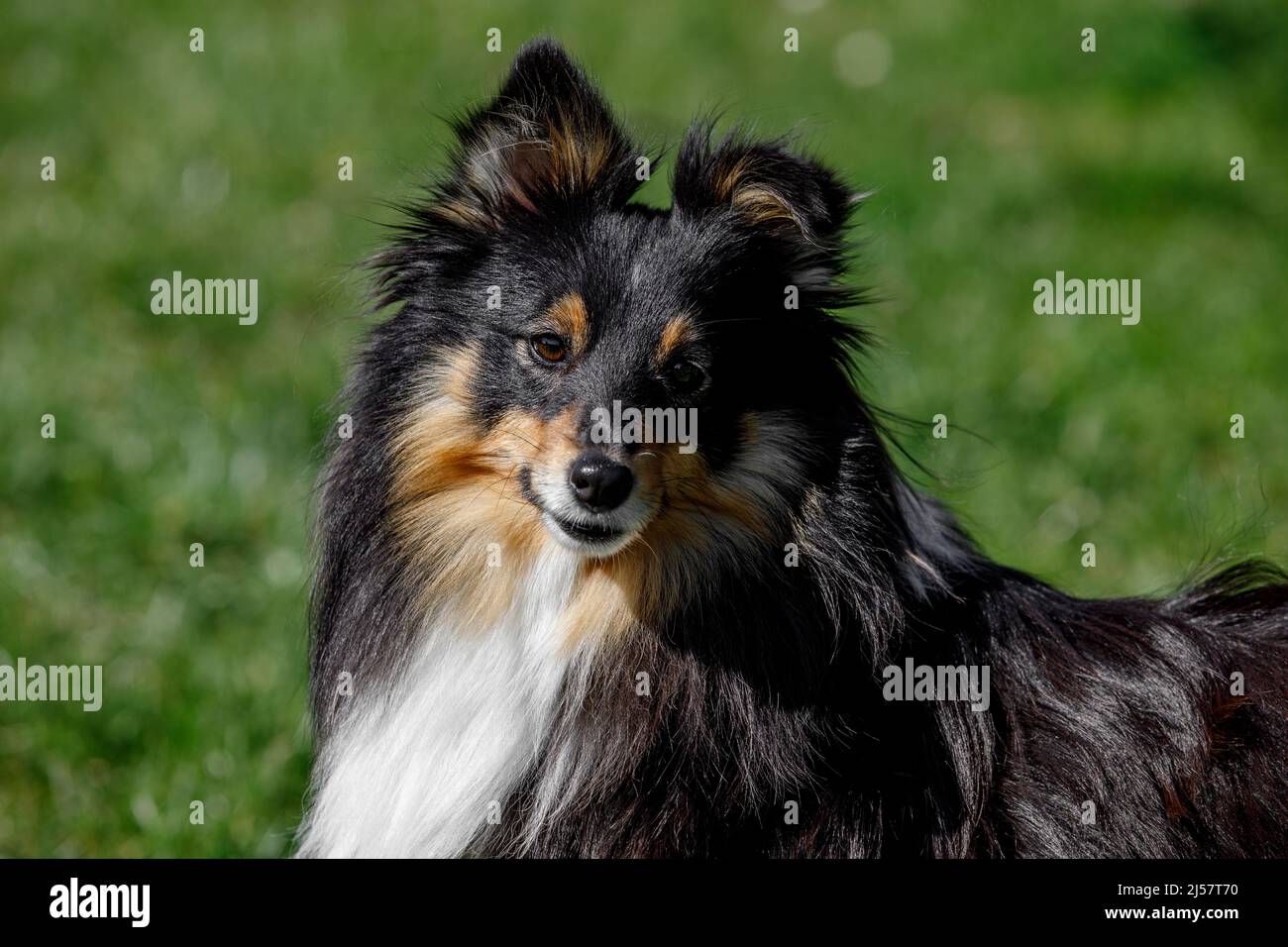 Nice fluffy sable white shetland sheepdog, sheltie outside portrait on ...