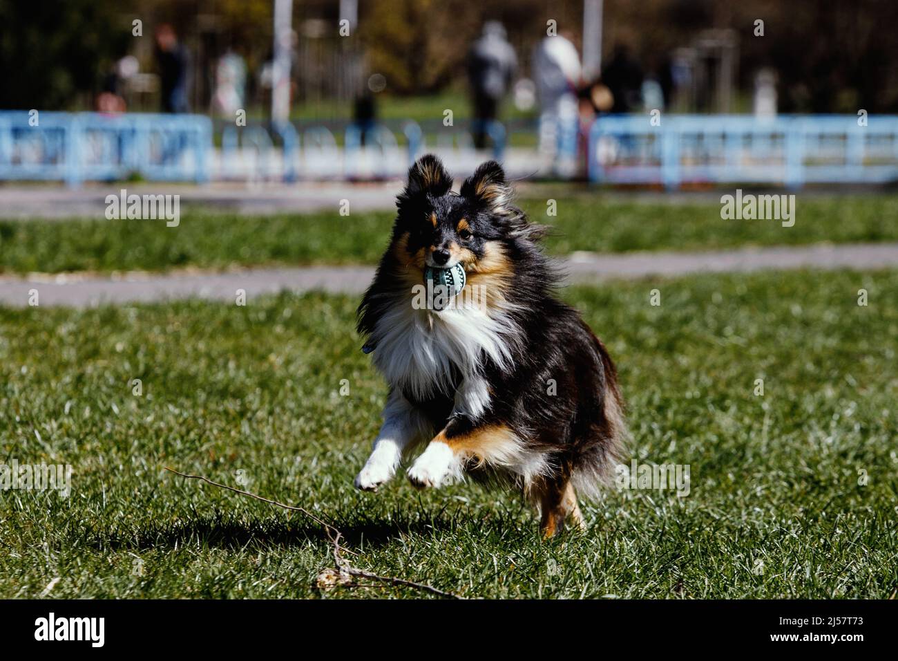 Tricolor adorable shetland sheepdog hi-res stock photography and images ...