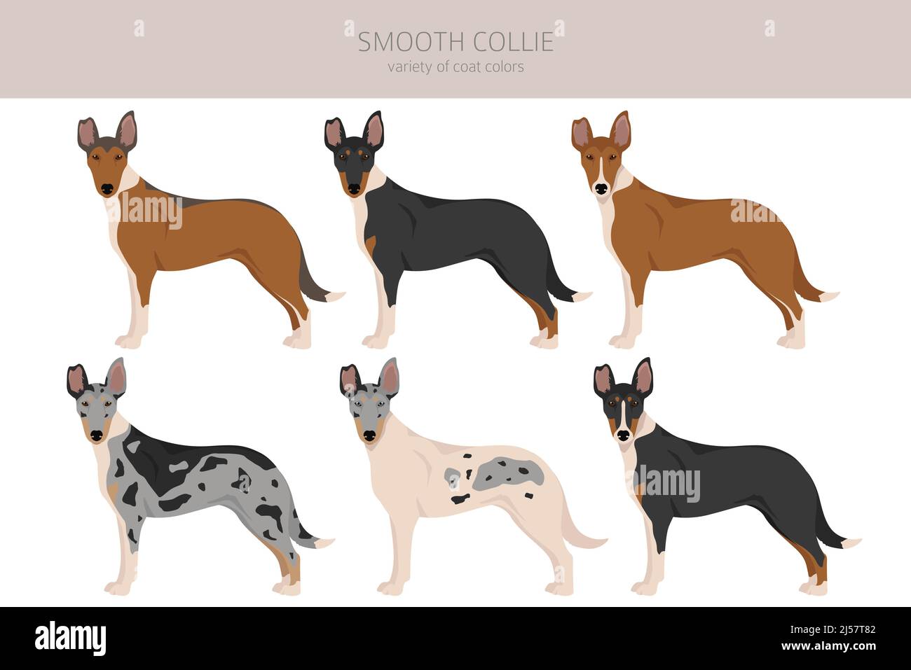 Smooth Collie coat colors, different poses clipart. Vector illustration ...