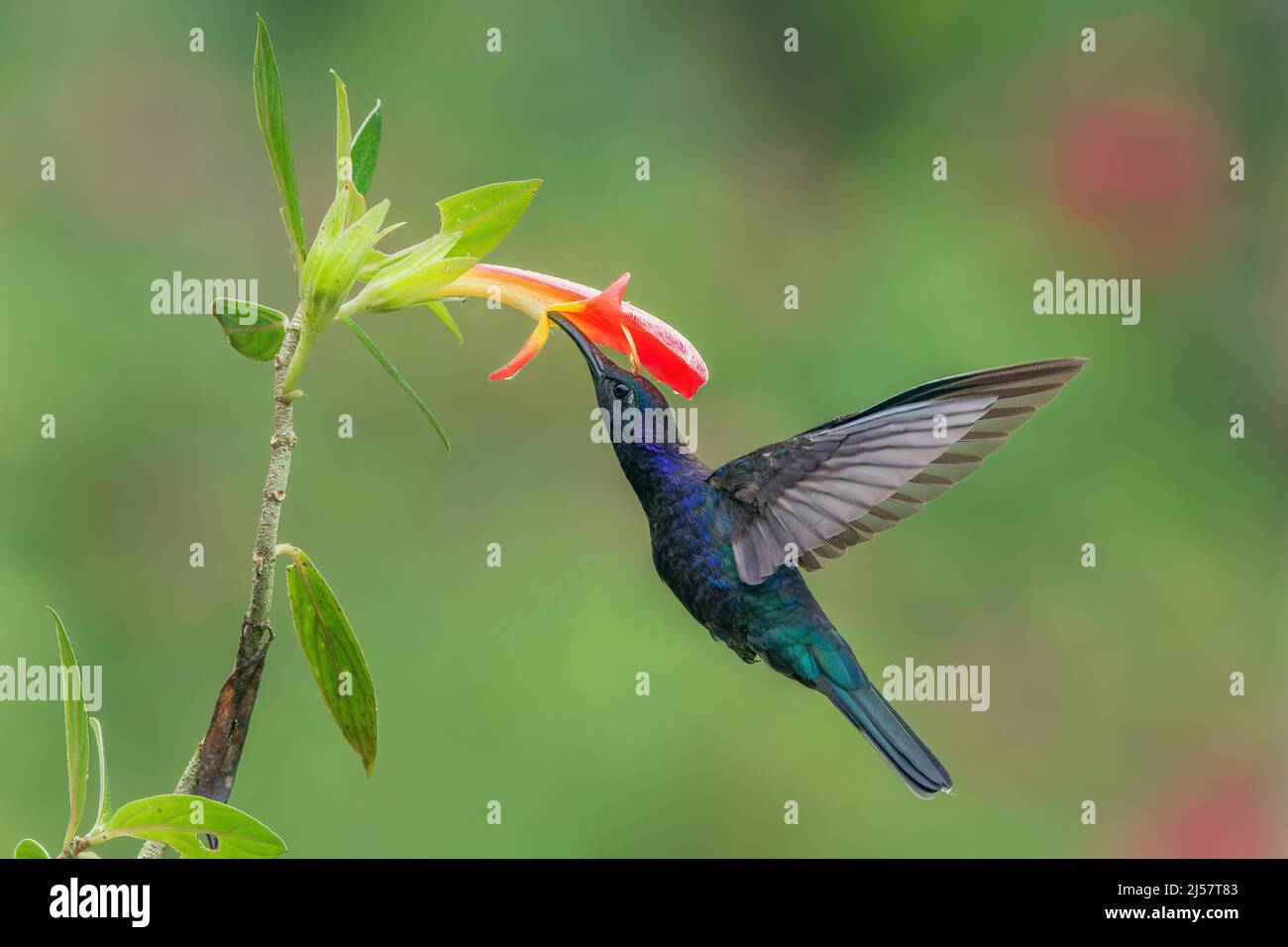 violet sabrewing hummingbird, Campylopterus hemileucurus, single adult ...