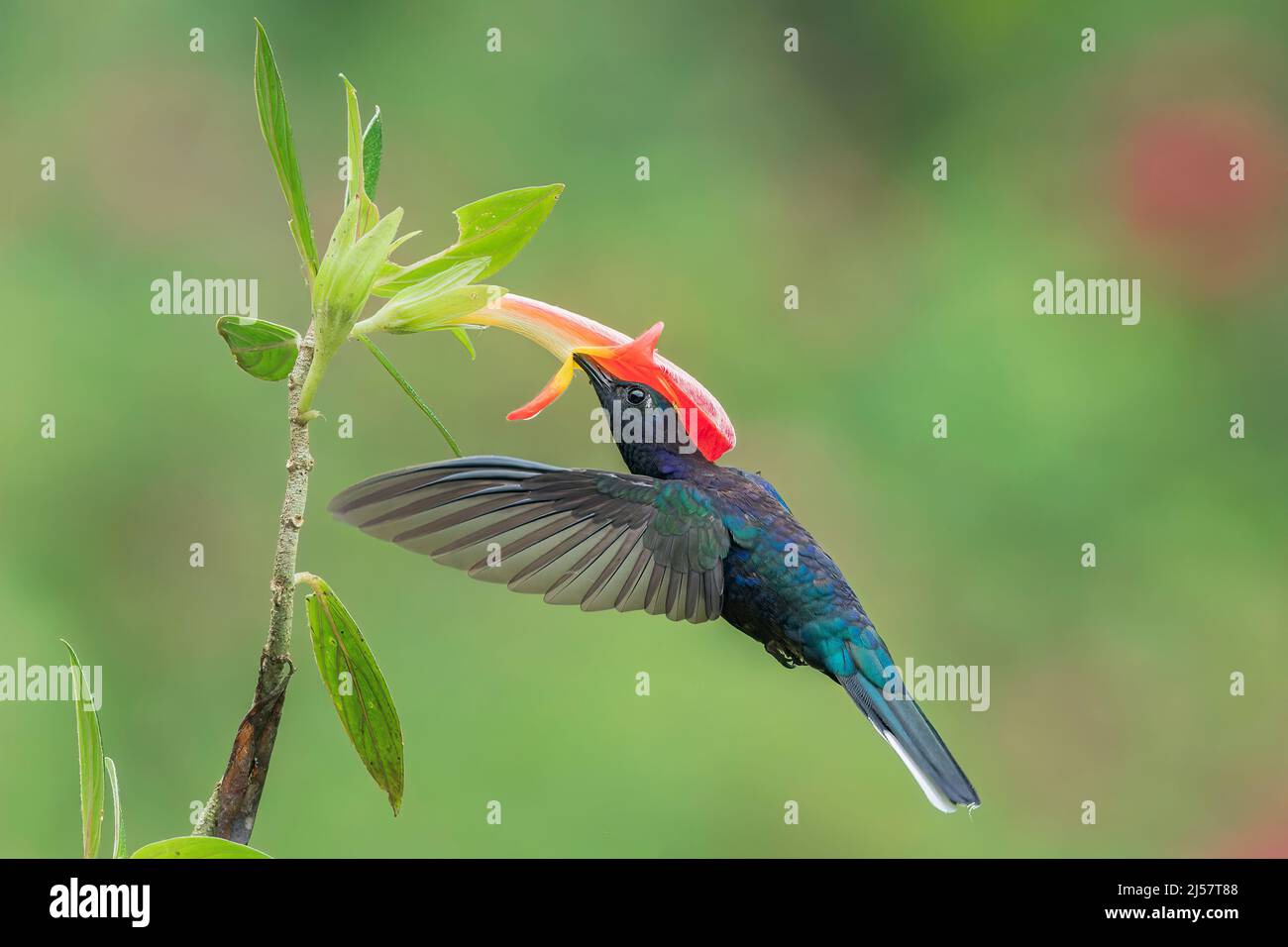 violet sabrewing hummingbird, Campylopterus hemileucurus, single adult ...