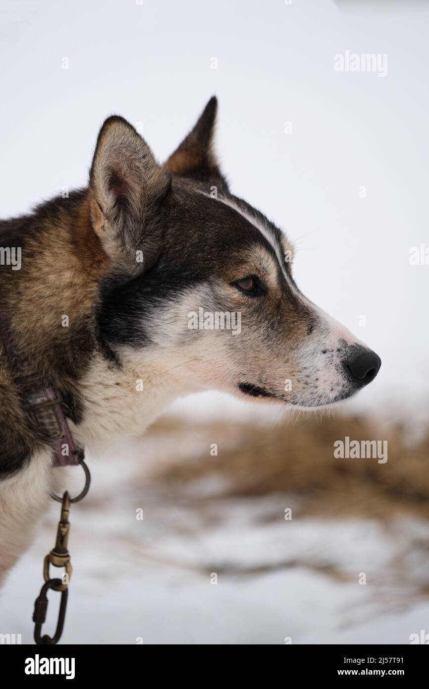 The northern sled dog breed is Alaskan Husky strong energetic and hardy ...