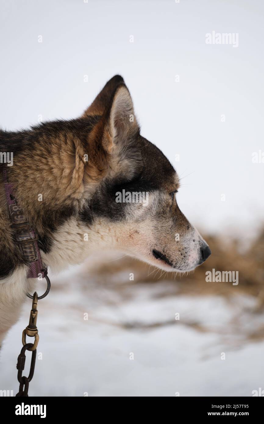 The northern sled dog breed is Alaskan Husky strong energetic and hardy ...