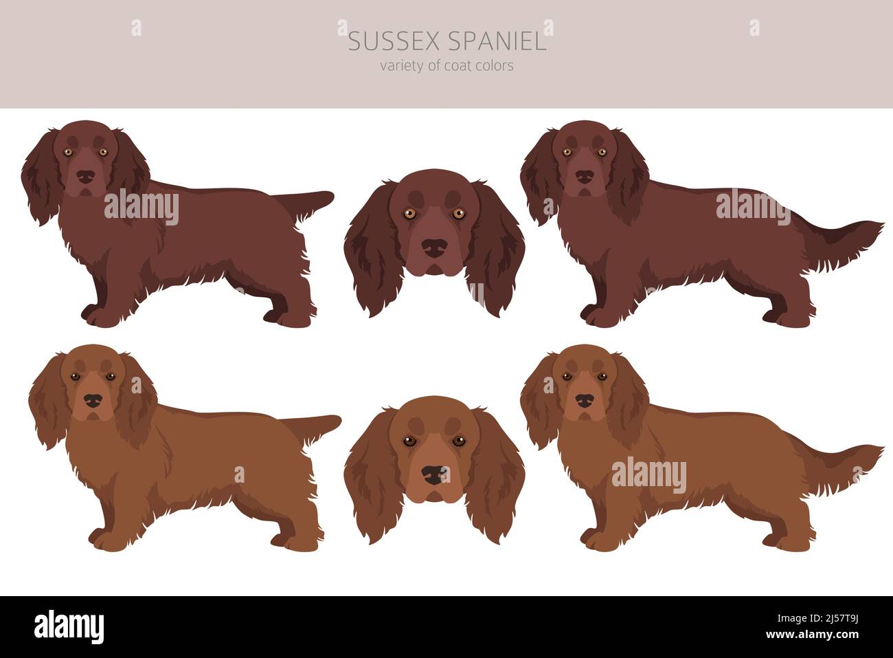 Sussex Spaniel Is A Mixed Breed