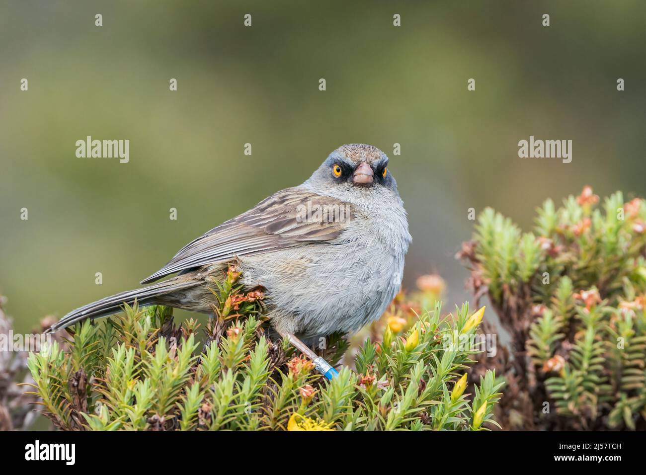 volcano junco, Junco vulcani, single adult perched on bush in paramo ...