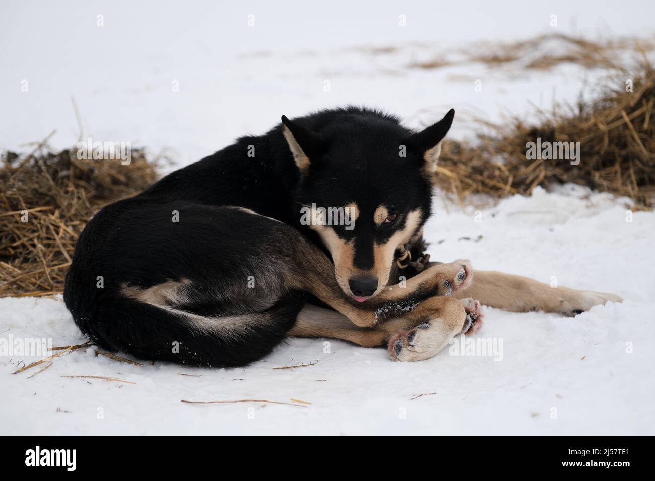 Prep winter hi-res stock photography and images - Alamy