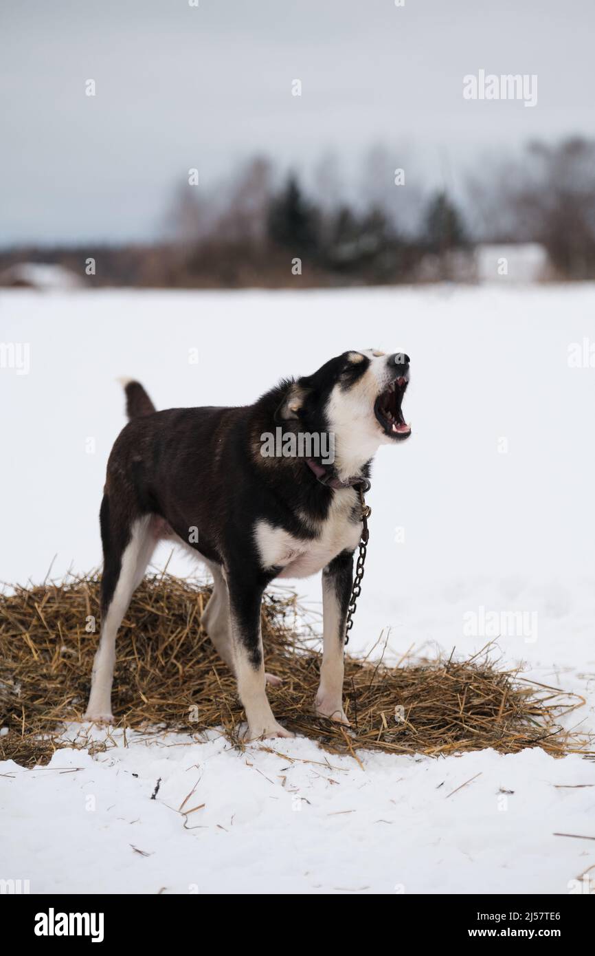 The northern sled dog breed is Alaskan Husky strong energetic and hardy ...