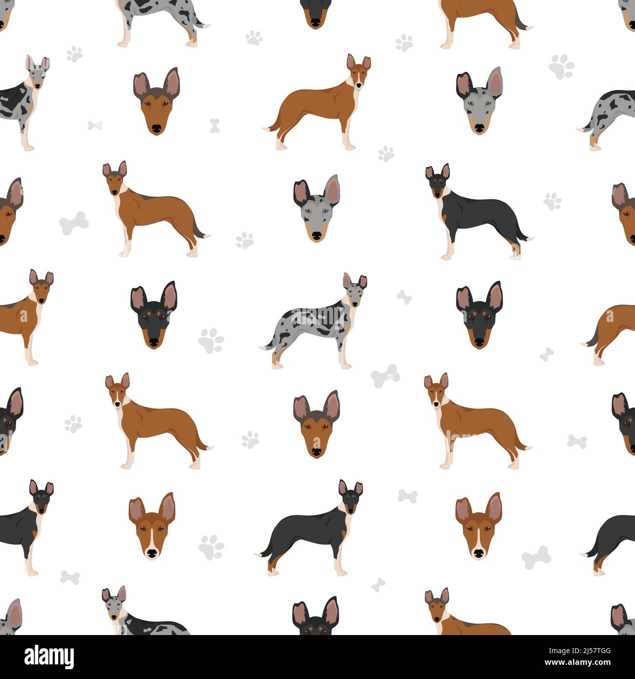 Smooth Collie coat colors, different poses seamless pattern. Vector ...