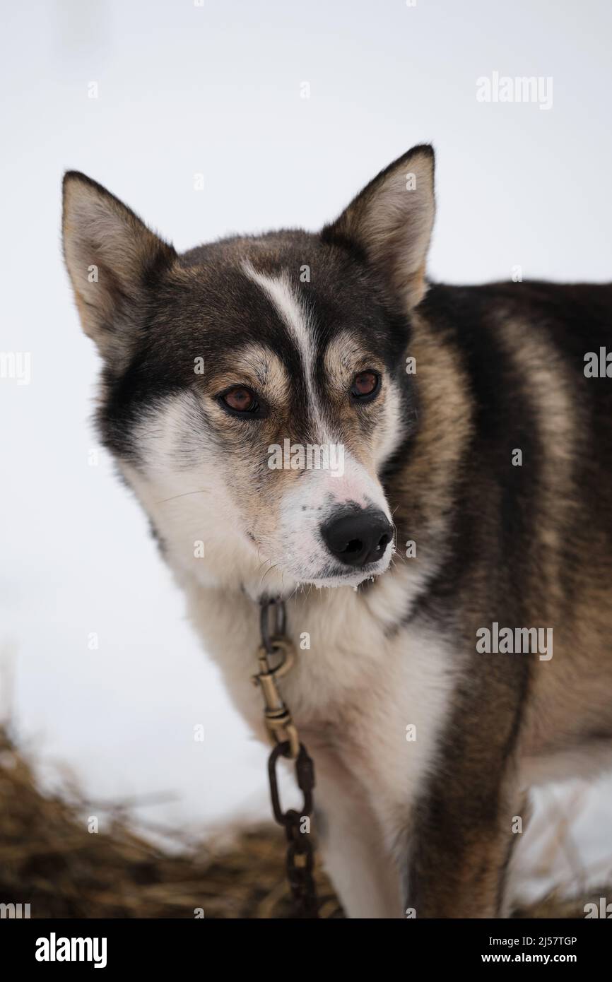 Mesti hi-res stock photography and images - Alamy