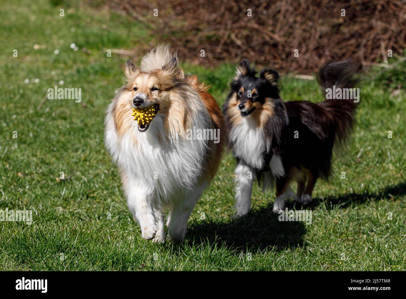 Dog friendship. Two shelties are running and playing with each other ...