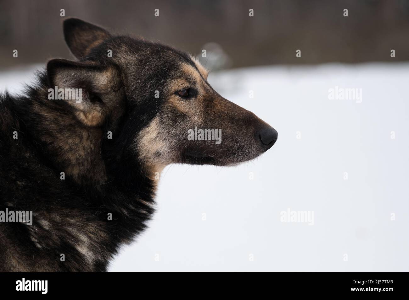 The northern sled dog breed is Alaskan Husky strong energetic and hardy ...