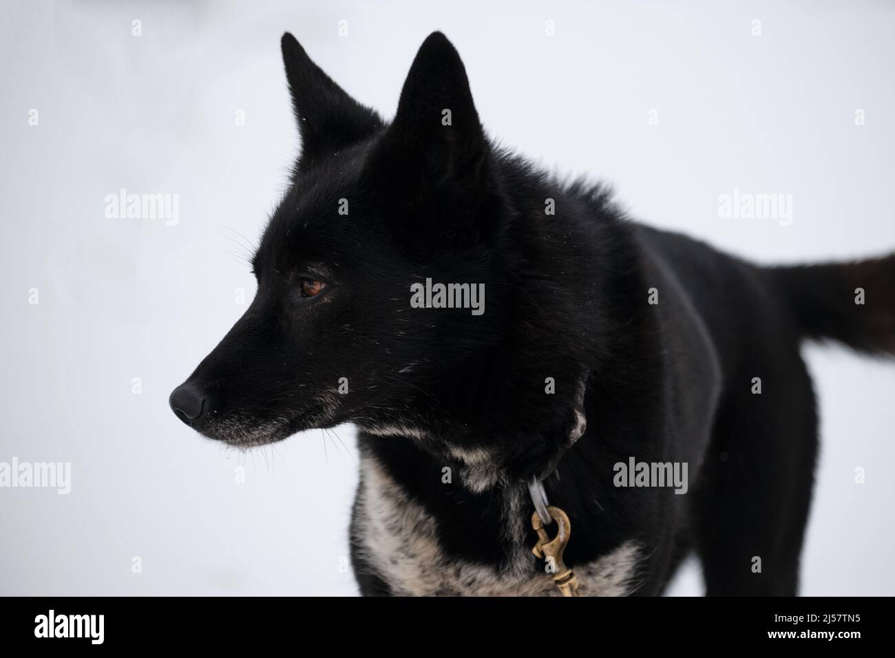 The northern sled dog breed is Alaskan Husky strong energetic and hardy ...