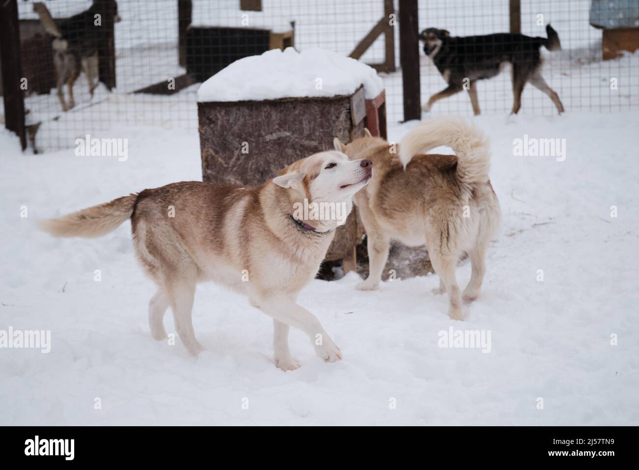 Two huskies hi-res stock photography and images - Alamy