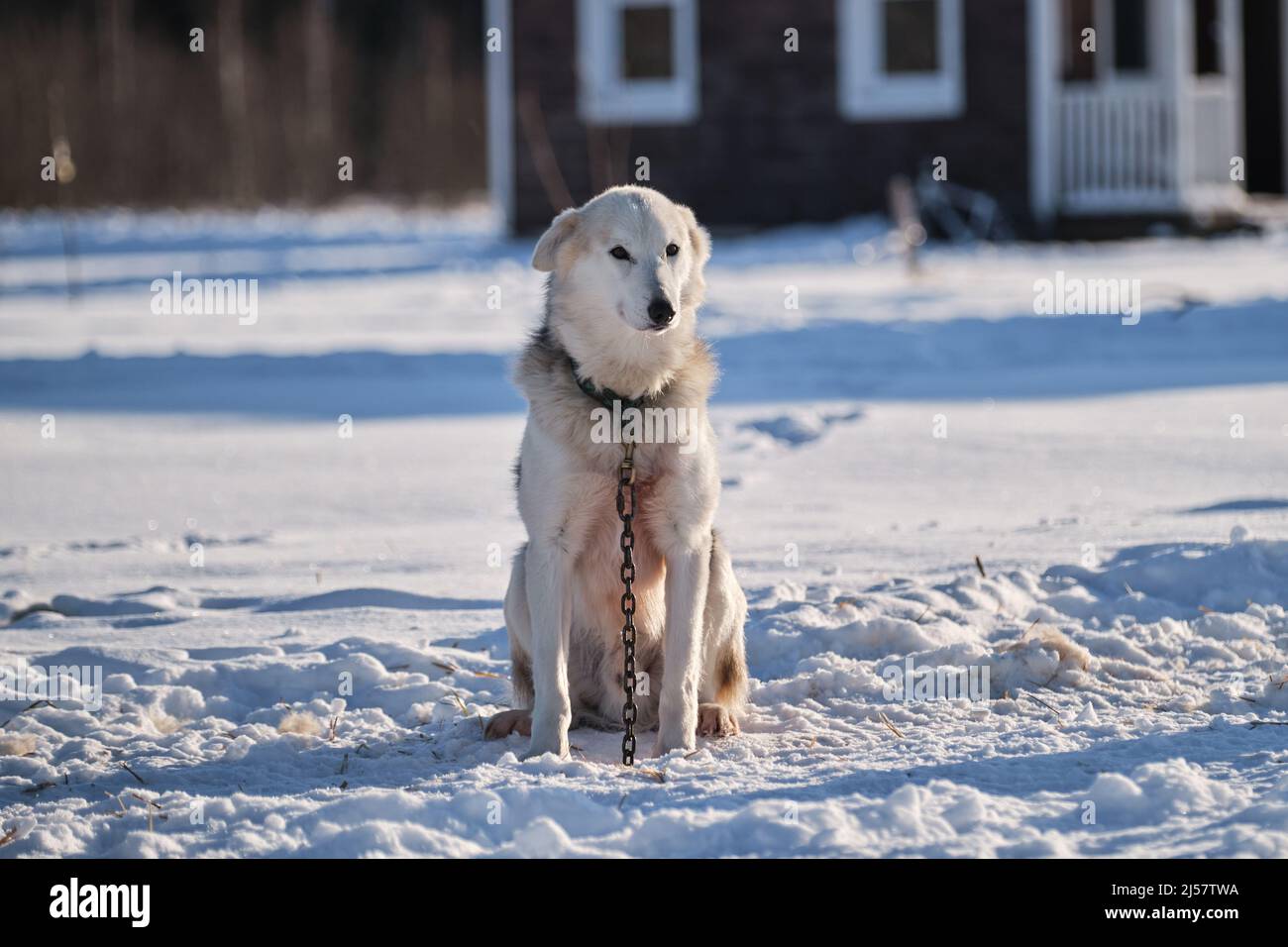 The Northern sled dog breed Alaskan Husky is strong energetic and hardy ...