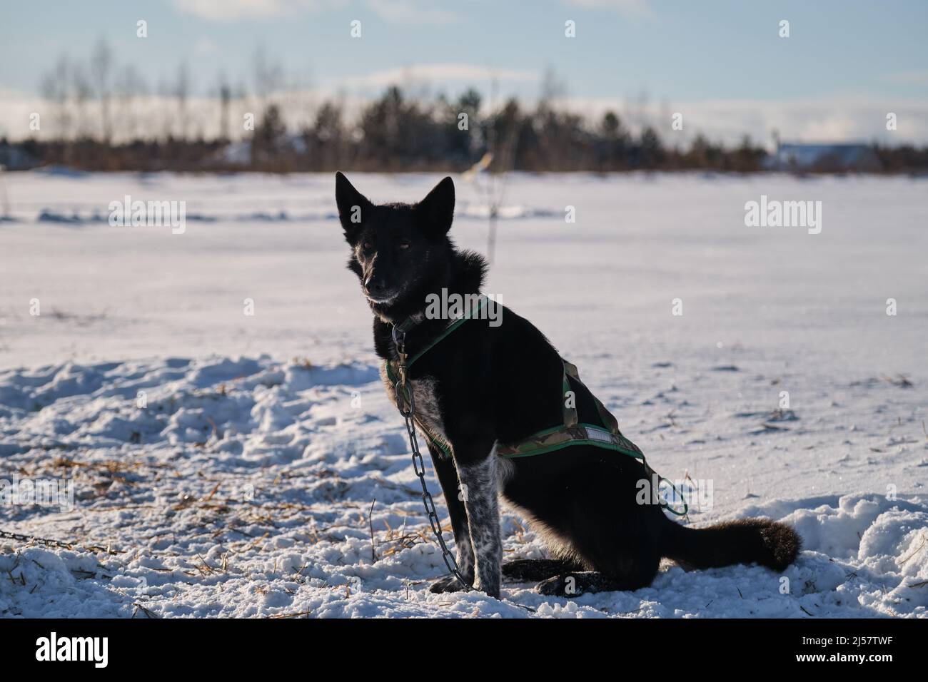 The Northern sled dog breed Alaskan Husky is strong energetic and hardy ...