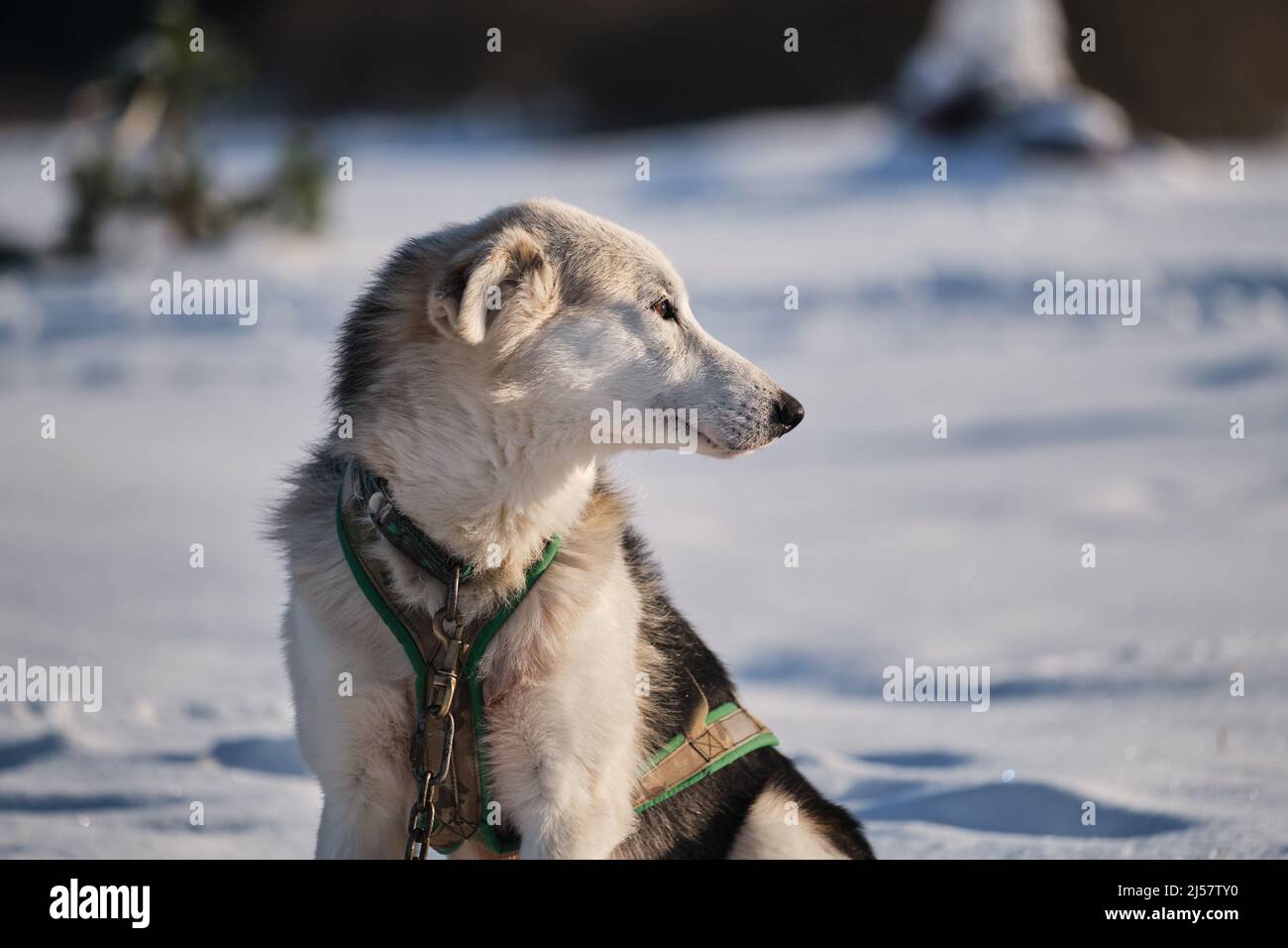 The Northern sled dog breed Alaskan Husky is strong energetic and hardy ...