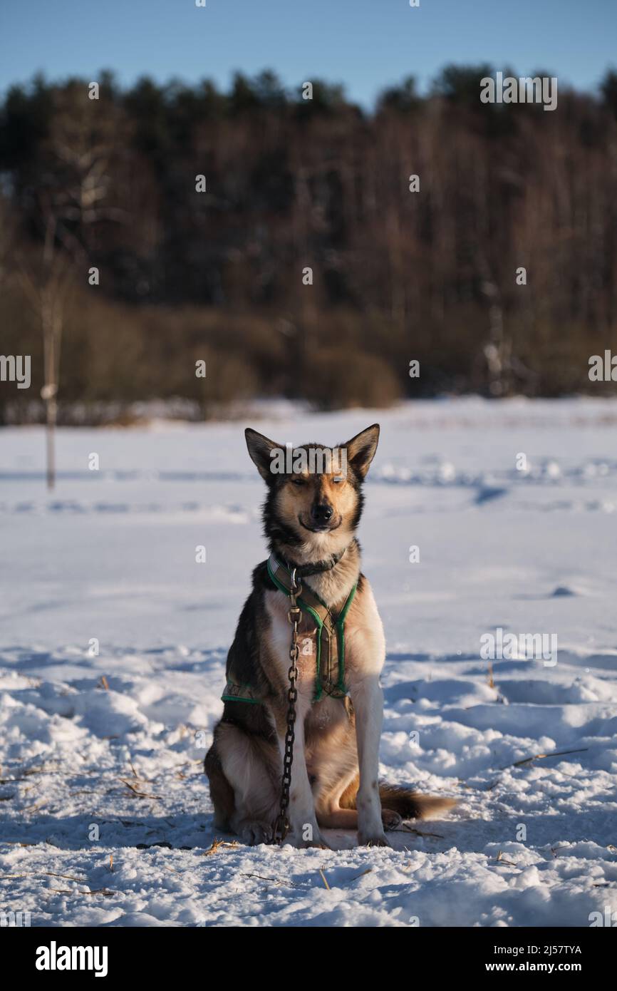 The Northern sled dog breed Alaskan Husky is strong energetic and hardy ...