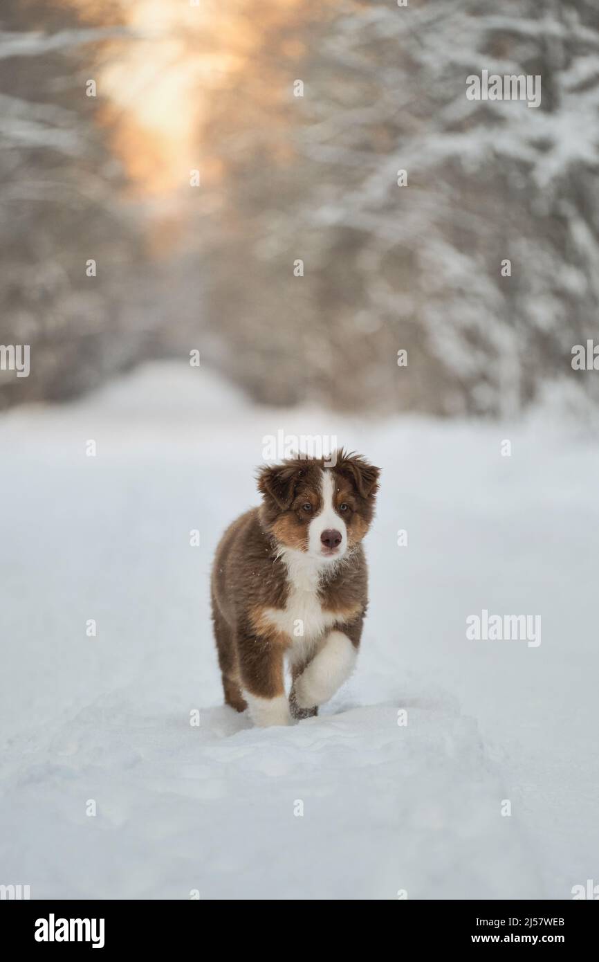 Australian shepherd paw hi-res stock photography and images - Alamy