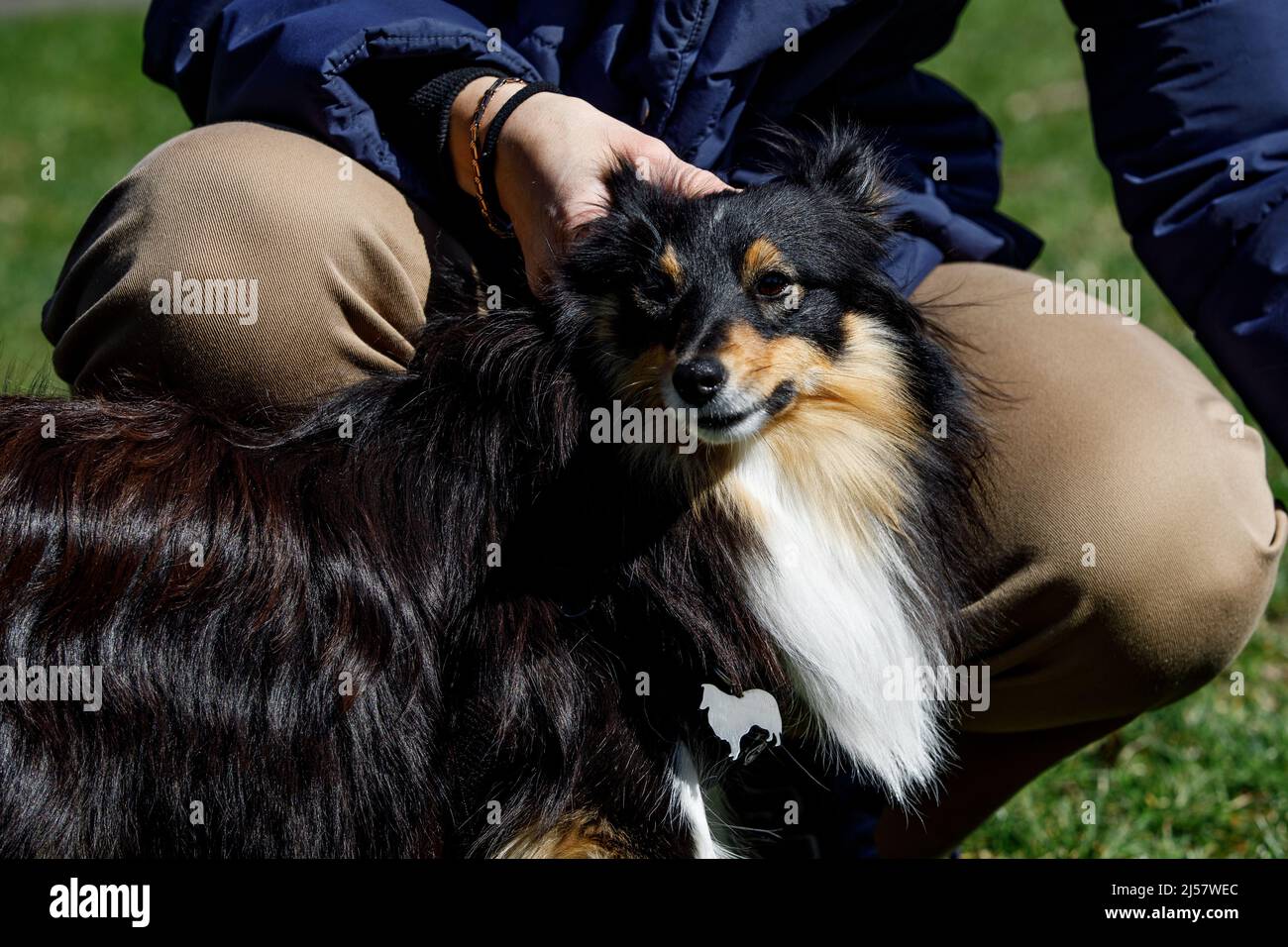 The owner scratches the dog behind the ear Stock Photo - Alamy
