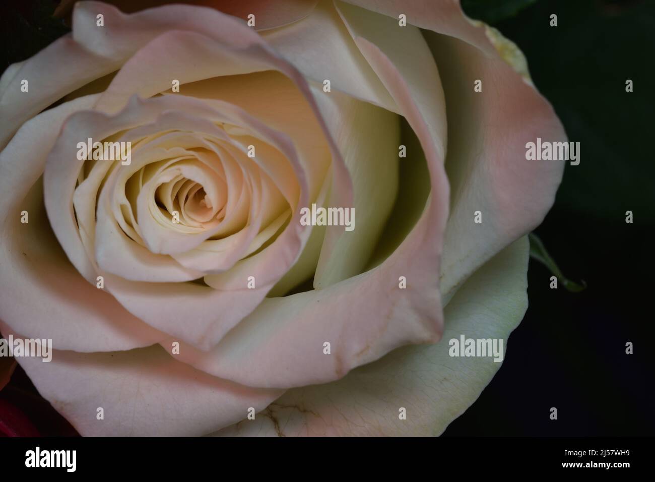 Single white rose hi-res stock photography and images - Alamy