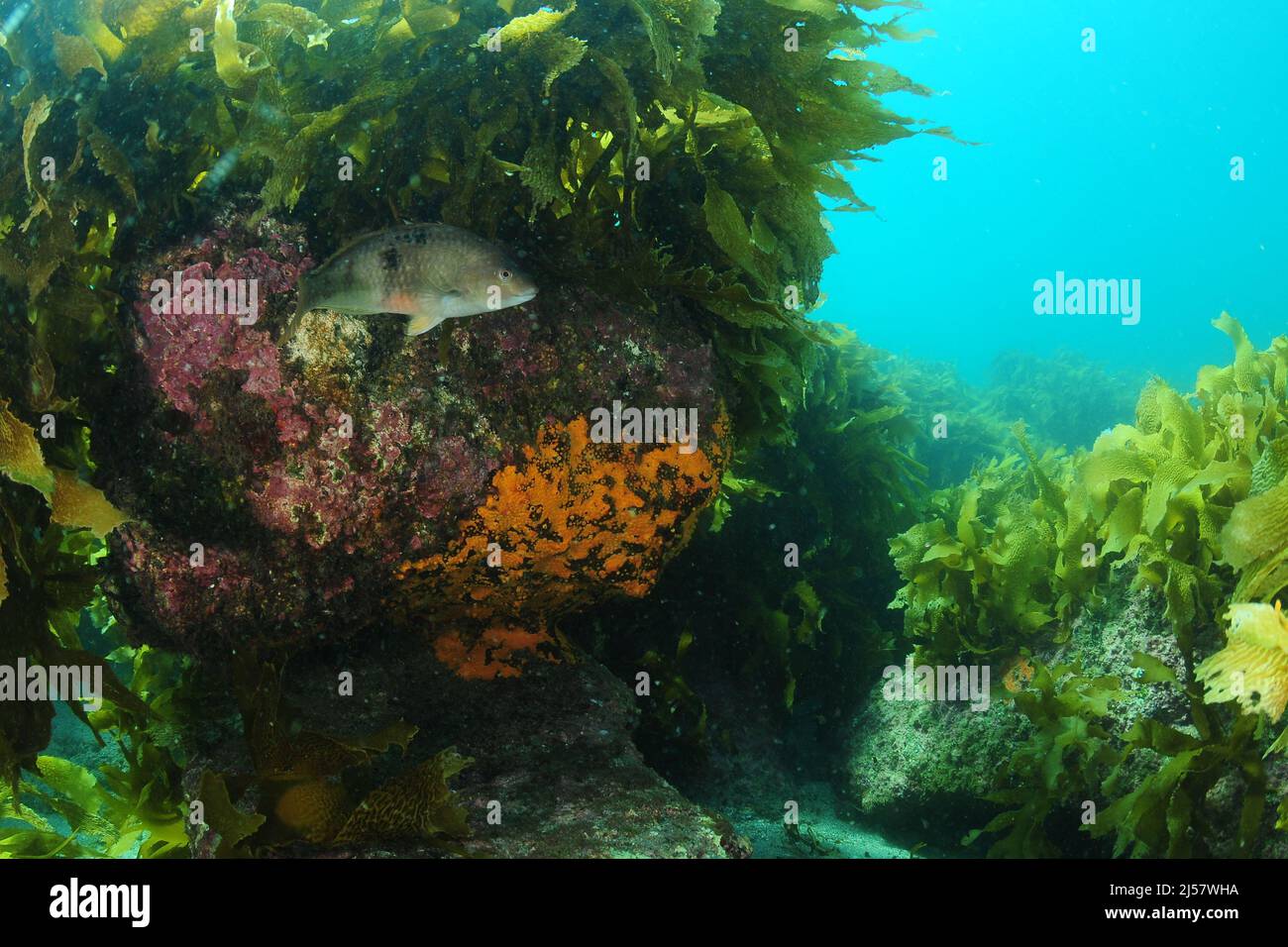 Spotty wrasse swimming around rock covered with yellow encrusting ...