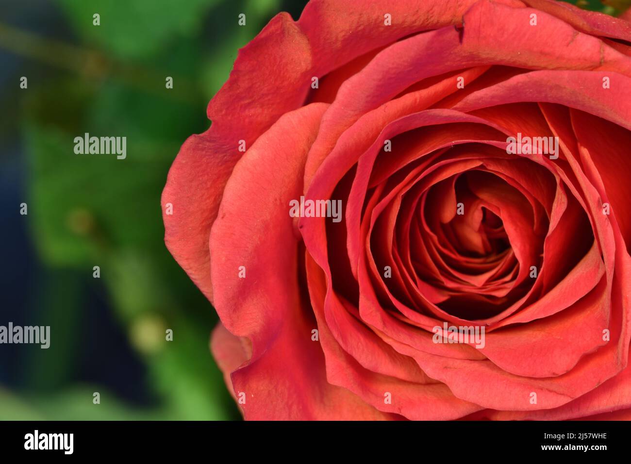 close up Single red rose, with greenery in background Stock Photo - Alamy