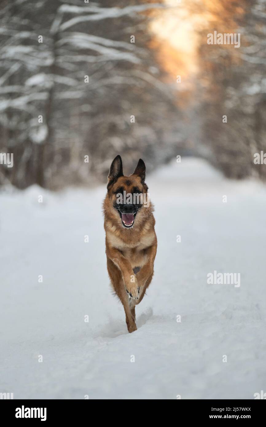 Thoroughbred dog runs merrily along snowy winter forest road at sunset ...
