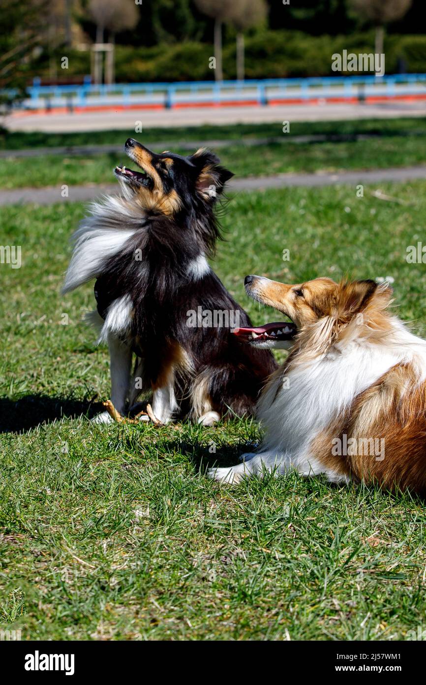 Dog friendship. Two shelties are running and playing with each other ...