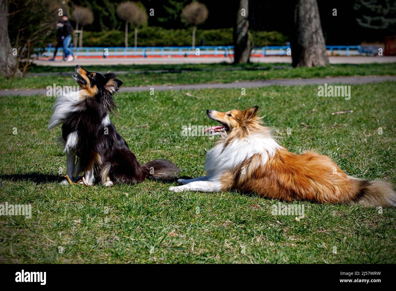 Dog friendship. Two shelties are running and playing with each other ...