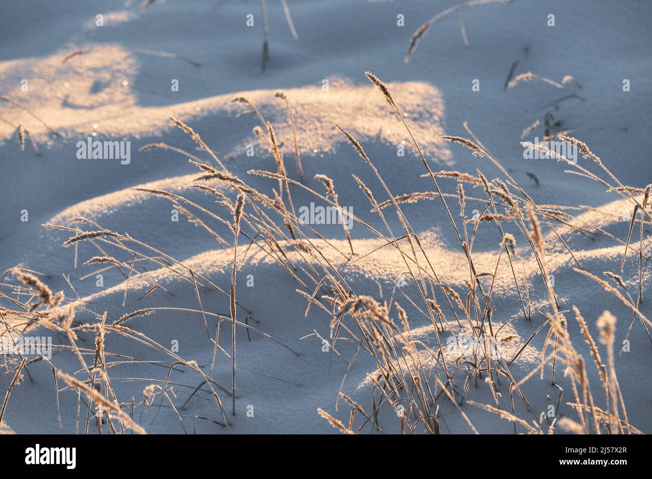 Dry frozen grass grows from under snowdrifts in snowy winter field ...