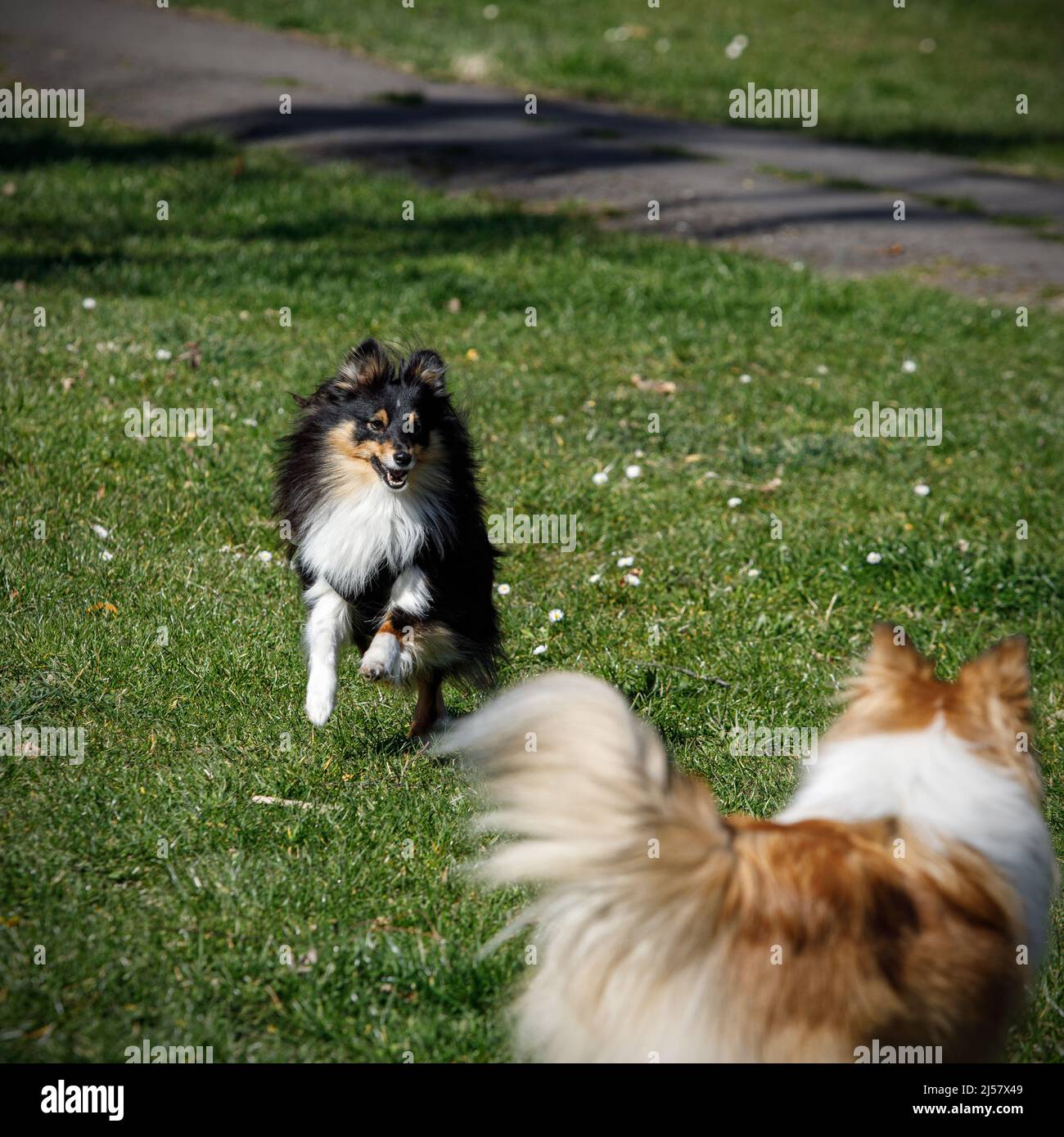 Dog friendship. Two shelties are running and playing with each other ...