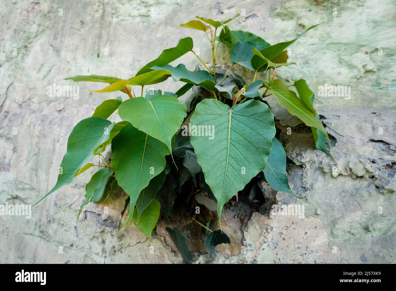 A sacred fig (Ficus religiosa) emerging from a wall. It is also known ...