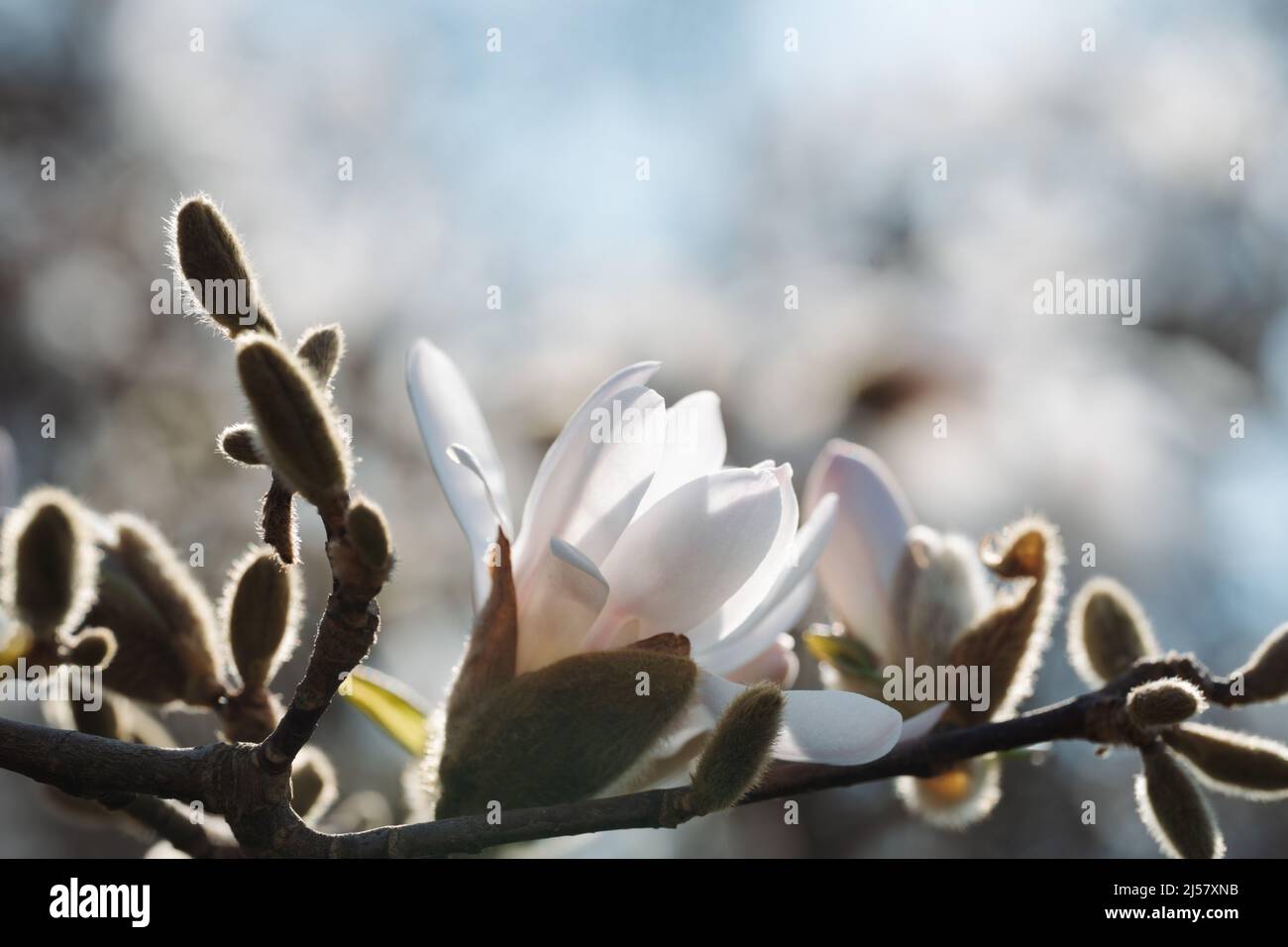 Magnolia stellata star flower and buds closeup. Rejuvenation spring ...