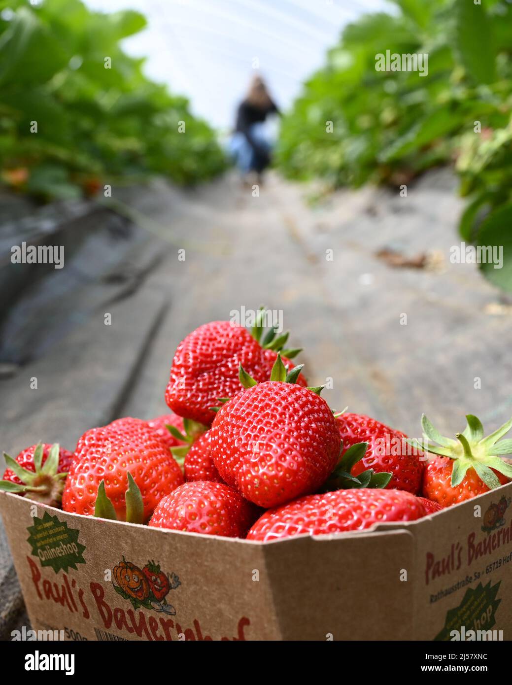 Wallau, Germany. 21st Apr, 2022. Strawberries of the "Clery" variety ...