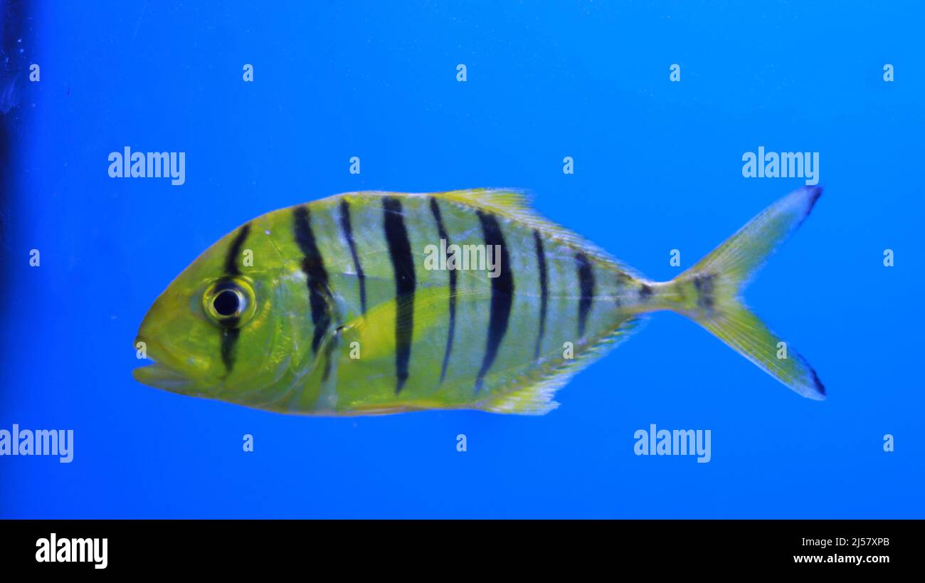 Aquarium Fish Golden Jack Golden Trevally Stock Photo - Alamy