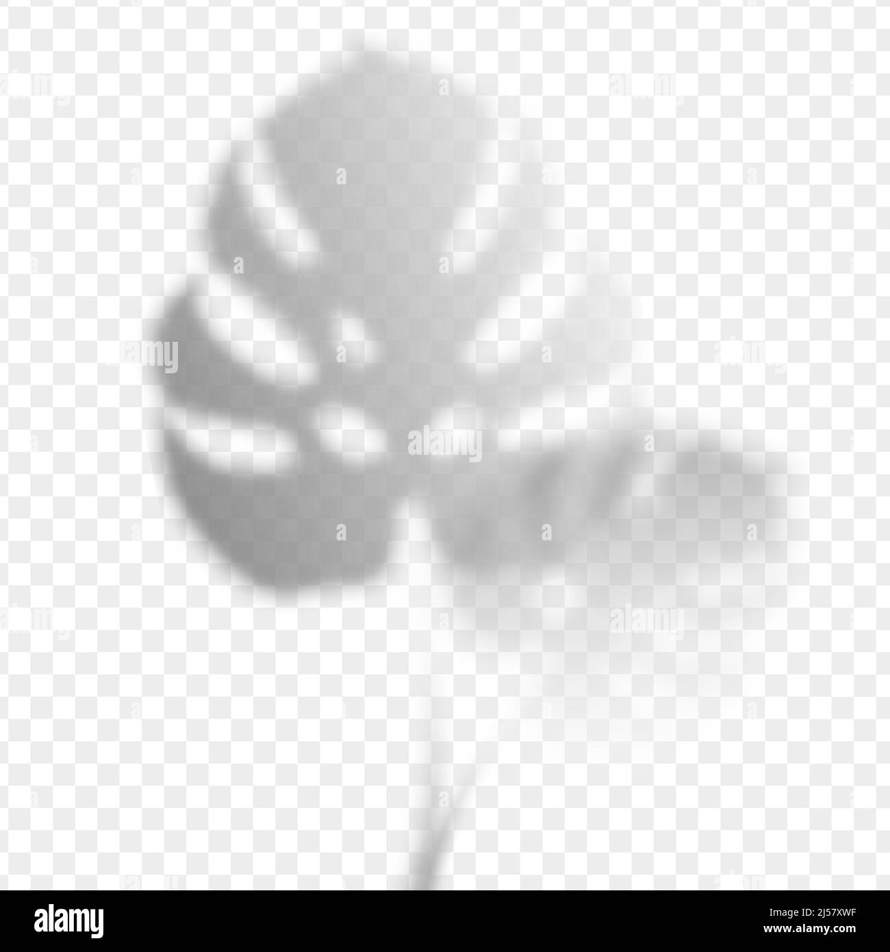 Monstera leaves shadow overlay on transparent background. Tropical ...