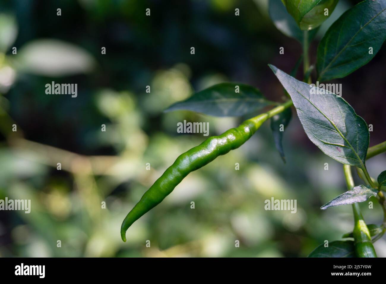 A close up shot of green chillies hanging with blurred background ...