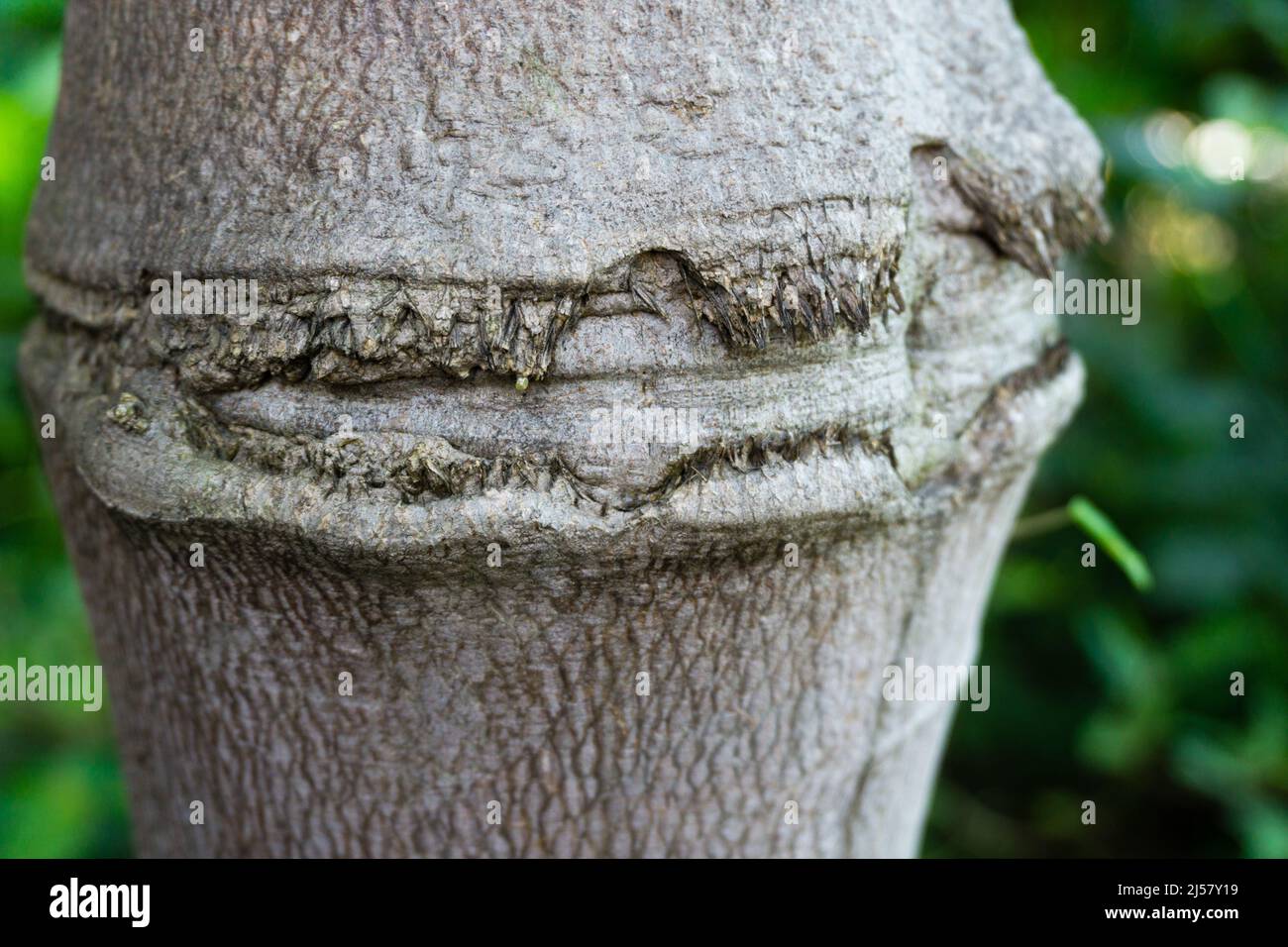 A close up shot of papaya tree trunk. The papaya plant is considered a ...