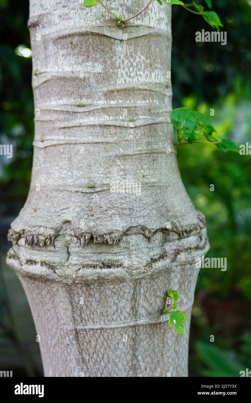 A close up shot of papaya tree trunk. The papaya plant is considered a ...