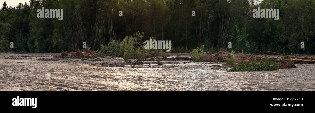 Dirty flood water flowing in river, taking some small trees with roots ...