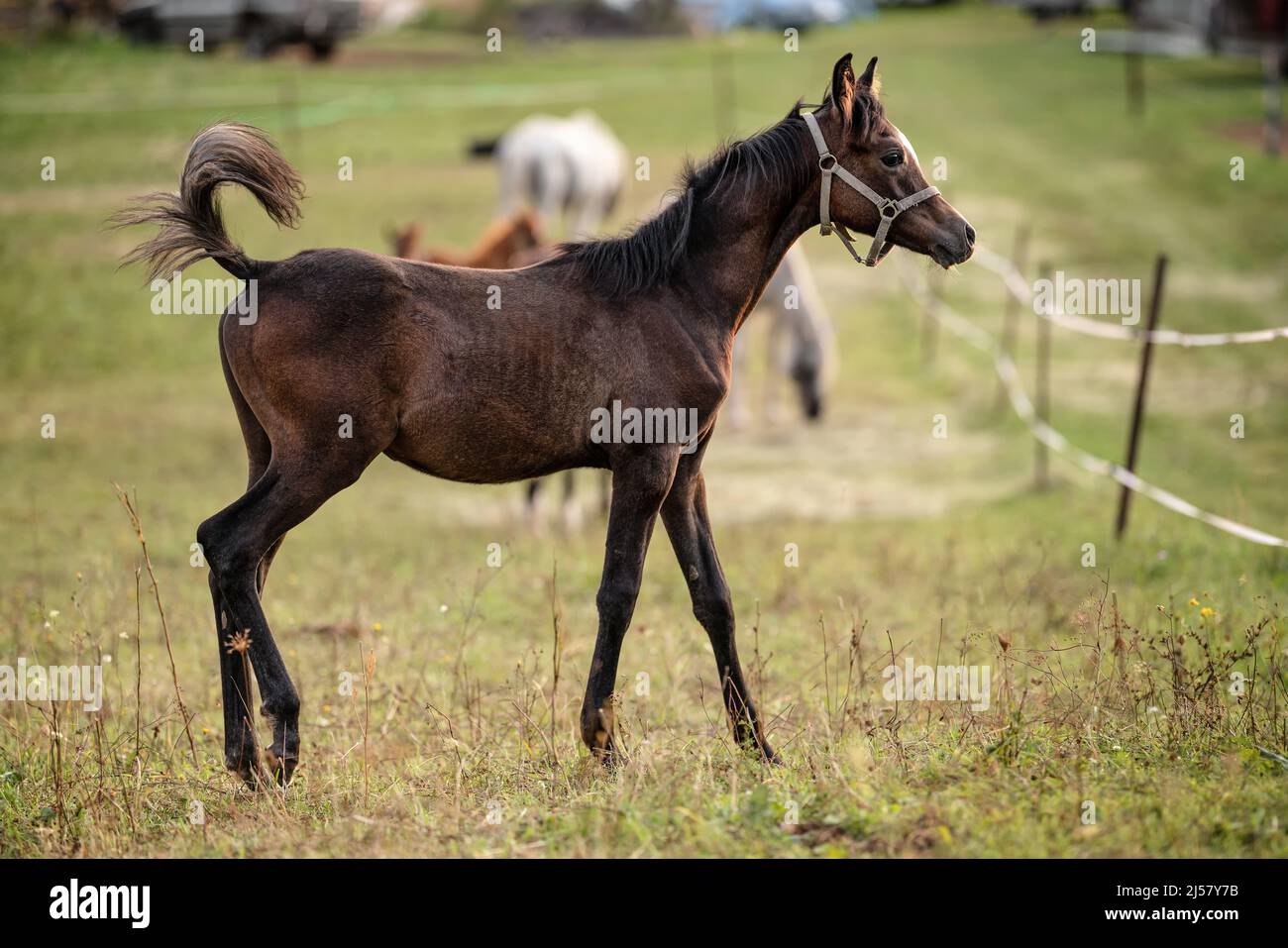 Young brown Arabian horse foal on a meadow, side view, more blurred ...