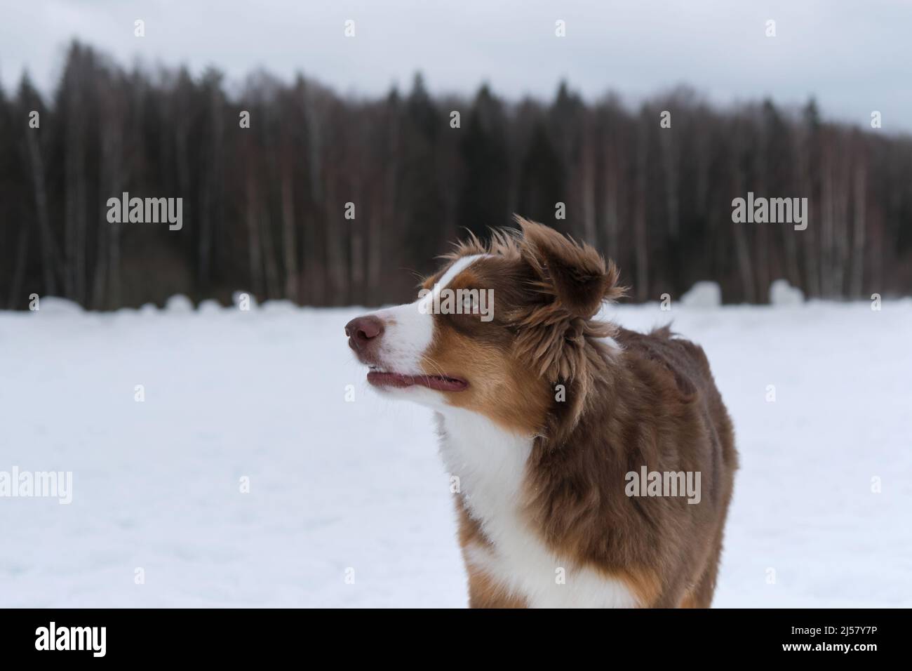 Australian Shepherd puppy red tricolor on walk in snowy winter park ...