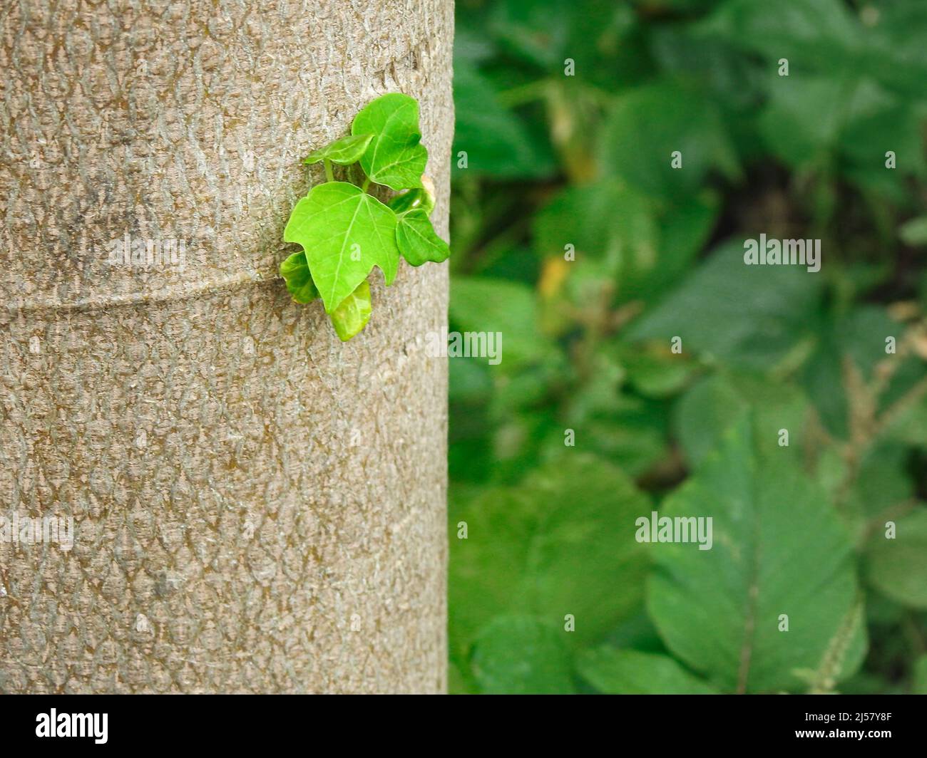 A close up shot of papaya tree trunk. The papaya plant is considered a ...
