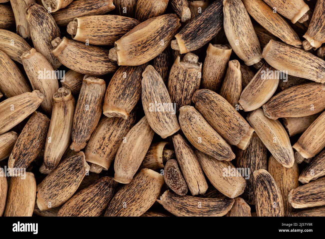 Heap of blessed milk thistle seeds - Silybum marianum - closeup ...