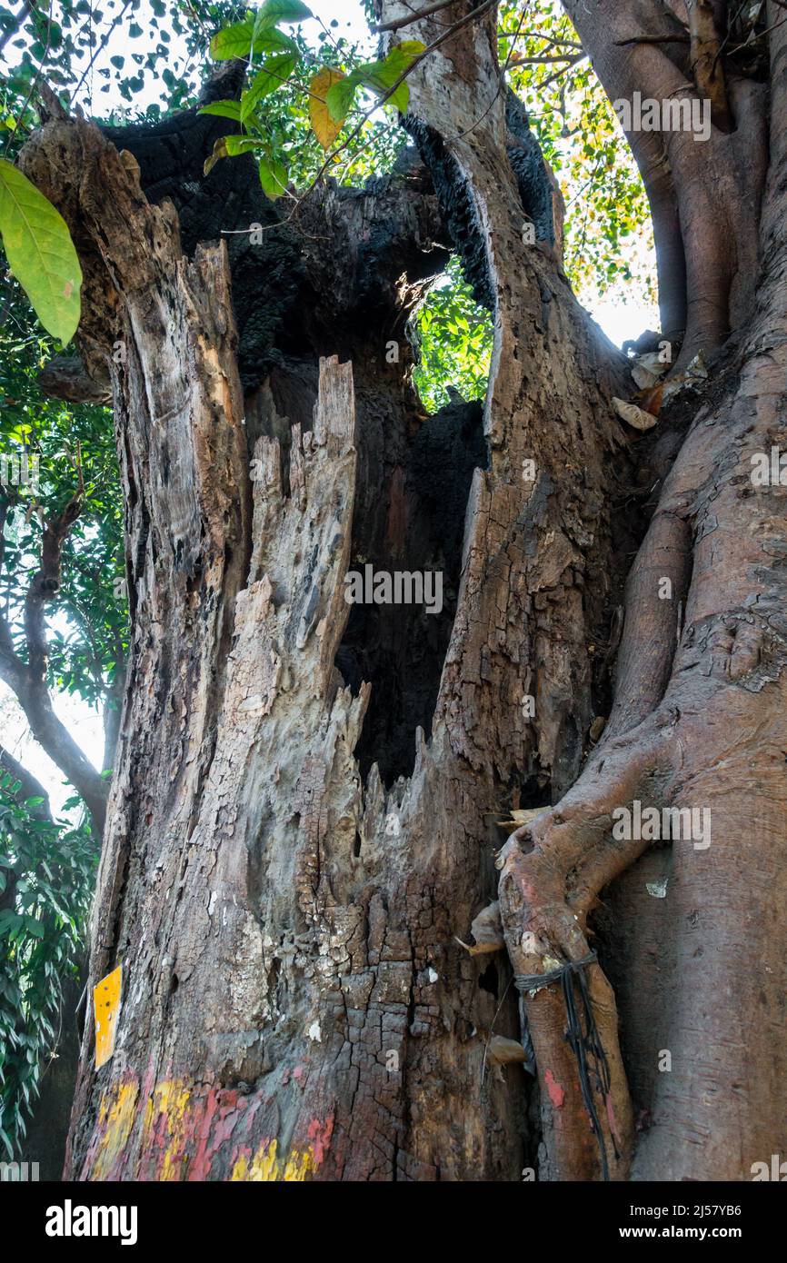 A closeup shot of a large hollow tree trunk burned inside out during ...