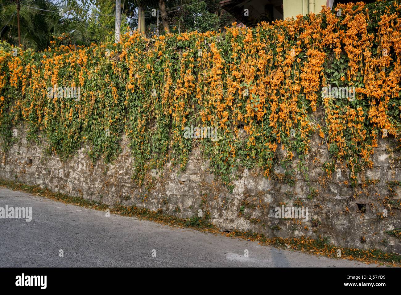 Begonia venusta hi-res stock photography and images - Alamy